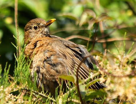 Tuynvrouwe Jonge Merel In De Tuin