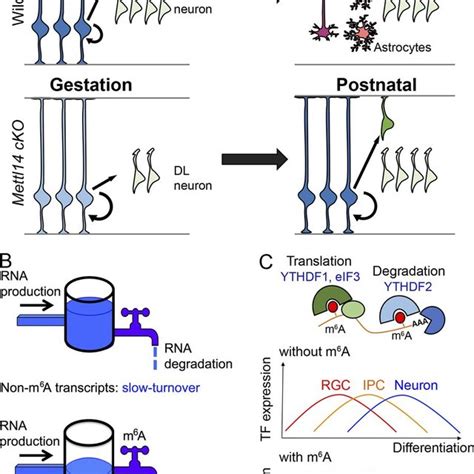 Epitranscriptomic Regulation In Npcs During Neurodevelopment A Download Scientific Diagram