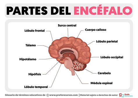 El Encefalo Sus Partes Y Funciones Anatomia Del Cerebro Humano