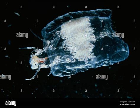 Amphipod Parasite Amphipod Crustacean Parasite Phronima Sedentaria