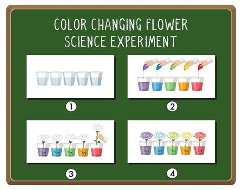 Science Experiment Process Images Free Download On Freepik