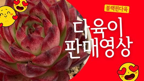 블랙퀸다육판매영상블랙퀸다육다육식물판매판매영상매직코로나먼로레드노다지 Youtube