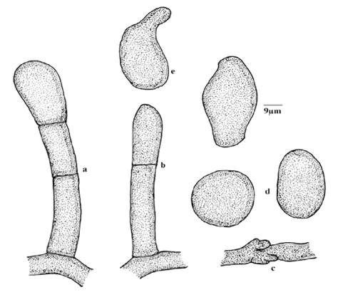 Oidium Heveae B A Steinm Download Scientific Diagram