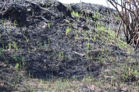 Restoration Of Nature After Fire Young Grass Grass Greens On Ash Stock