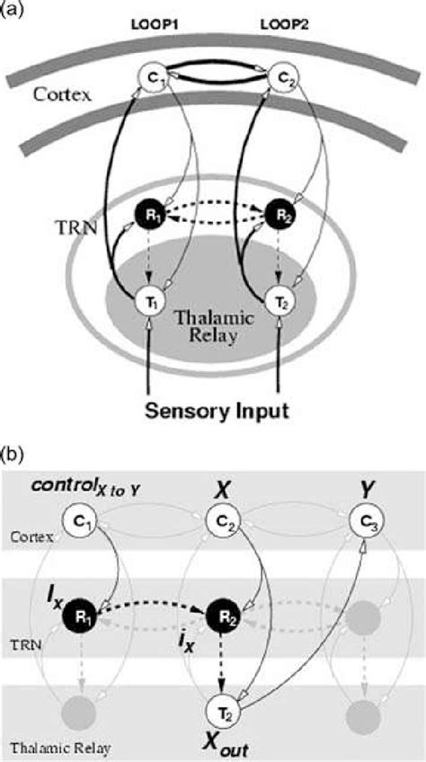 Choe Thalamocortical Circuit And The Gating Circuit Mapped Onto It Download Scientific
