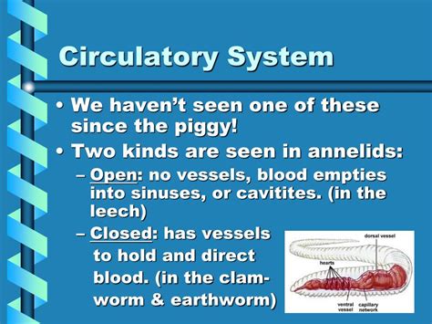 Ppt Annelids Part 1 Powerpoint Presentation Free Download Id 5490796