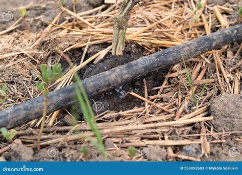 Drip Watering System Grass At Regena Rudolph Blog