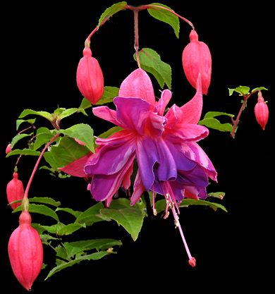 Fuchsia Rocket Fire