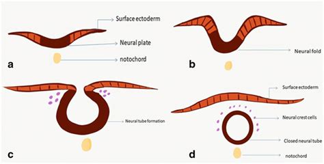 Illustrations Ad Demonstrating Formation Of Neural Tube From The