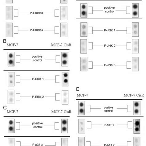Systematic Analysis Of Erbb Mapk And Akt Signaling Pathway Activity