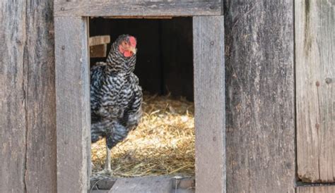 Chicken Euthanasia When And How To Help Hobby Farms