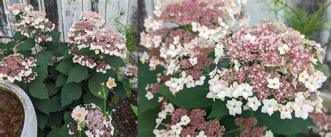 Native Smooth Hydrangeas • Gardening Expert • The Gardeners Center