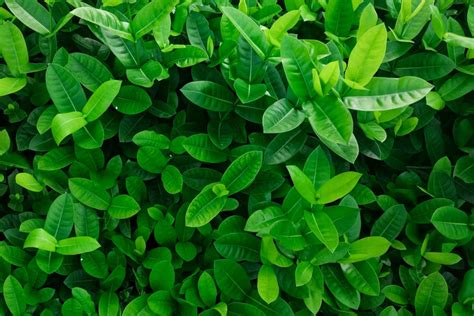 Basal Leaf Arrangement