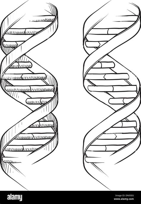 Dna Genome Double Helix Stock Vector Images Alamy