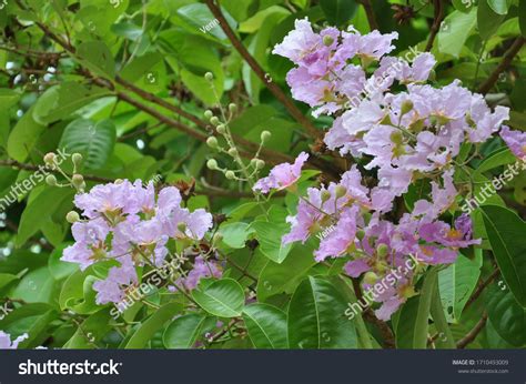 Lagerstroemia Speciosa Lagerstroemia Speciosa Native Tropical Stock