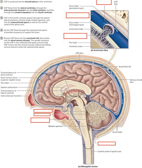 Csf Circulation Diagram Quizlet