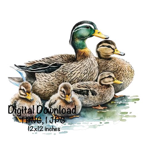 Duck And Ducklings Drawing
