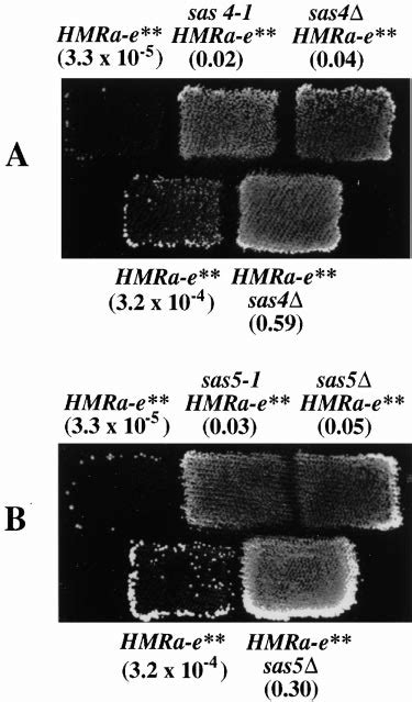 Mating Phenotypes Of Strains With Sas4 1 Sas5 1 Download