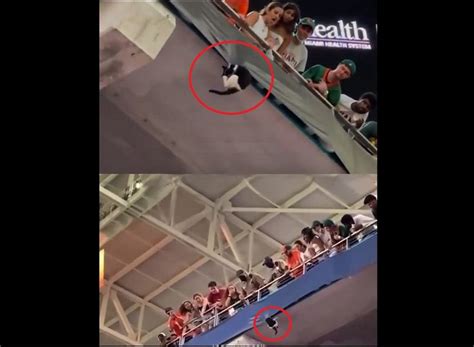 لحظه نفس گیر نجات گربه آویزان از سقف ورزشگاه فیلم