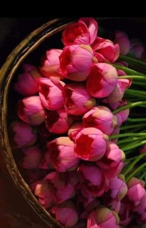 Pin by Анжелика Щедрина on Тюльпаны | Beautiful flowers pictures ...