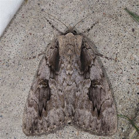 Catocala Amatrix The Sweetheart Prairie Haven