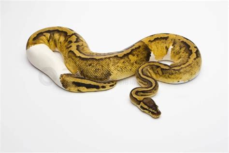 Coloured高清图片 皇家 Python 在白色背景上 科学技术免费下载格式5123像素编号64792162 千图网