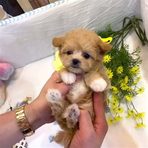 흰 양말을 전부 신은 귀염둥이 말티푸 공주님 기모 Youtube