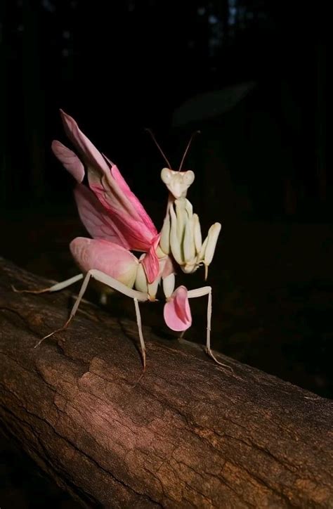 Best 11 Florida Lizards 5 Most Common Reptilian Residents Artofit