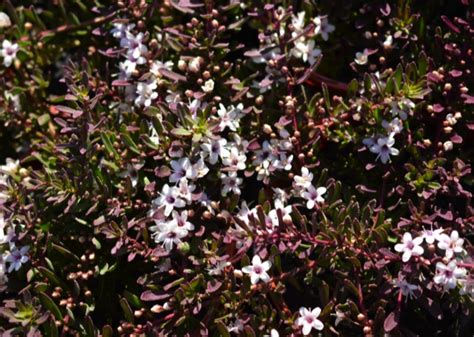 Purple Leaf Creeping Boobialla Myoporum Parvifolium Purpurea Native