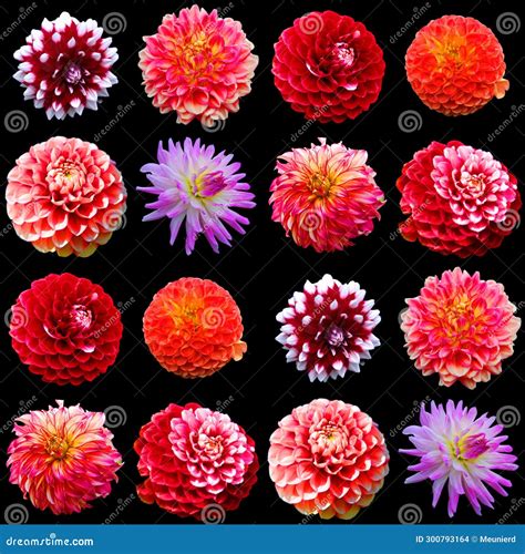 Dahlia Is A Genus Of Bushy Tuberous Perennial Plants Native To Mexico