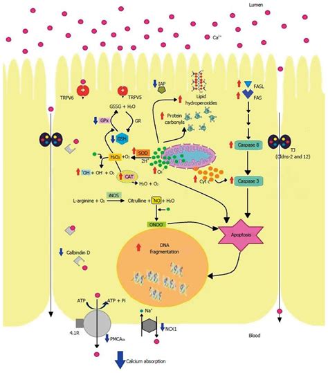 Oxidative Stress Antioxidants And Intestinal Calcium Absorption