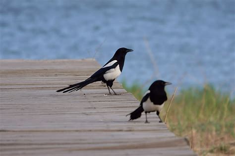 조류 까치 깃털 검정색과 Pixabay의 무료 사진 Pixabay