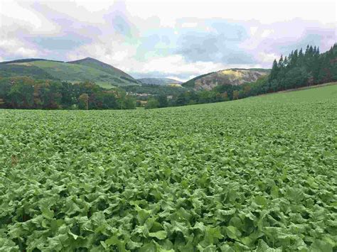 Forage Crops Vs Cover Crops