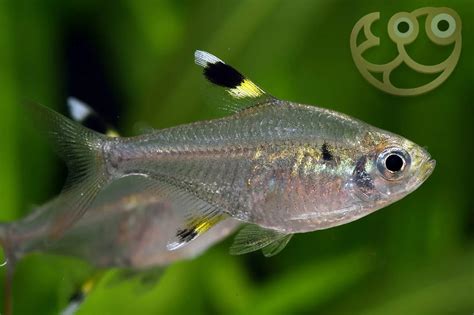 Exray Tetra Fish Male Exray Tetra Fish Male