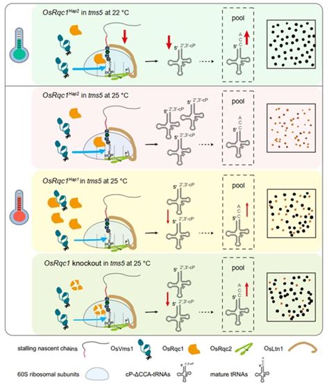 肖军研究组揭示温度决定植物细胞发育命运的表观调控新机制中国科学院遗传与发育生物学研究所
