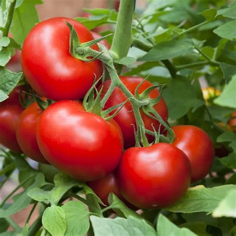 Tomato Diseases Dataset Csv Images Kaggle