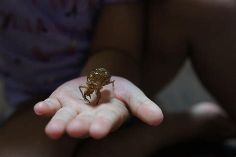 Cicada Out Shell Summer Free Photo On Pixabay Pixabay