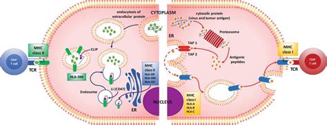 Immune System Disorders Hypersensitivity And Autoimmunity Intechopen