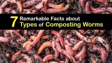 Startling Composting Worm Ideas Vermicomposting For Beginners