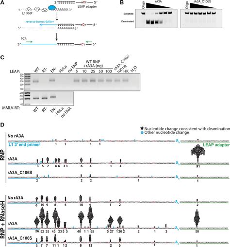 apobec3a deaminates transiently exposed single strand dna during line 1