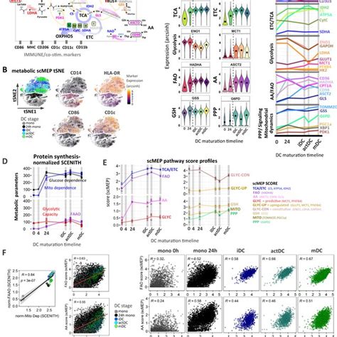 Distinct Metabolic Profiles Regulate In Vitro Dc Lineage Download