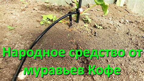 Народное Средство От Муравьев Кофе В Теплице - YouTube