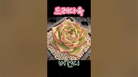 보라빛 향기 다육이 드레다육 버건디 보라 다육집사 Succulent Shorts Youtube