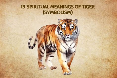 7 Spiritual Meanings Of Seeing A Possum