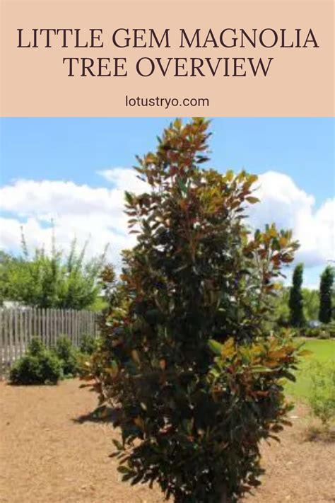Little Gem Magnolia Tree Pros And Cons Everything You Need To Know