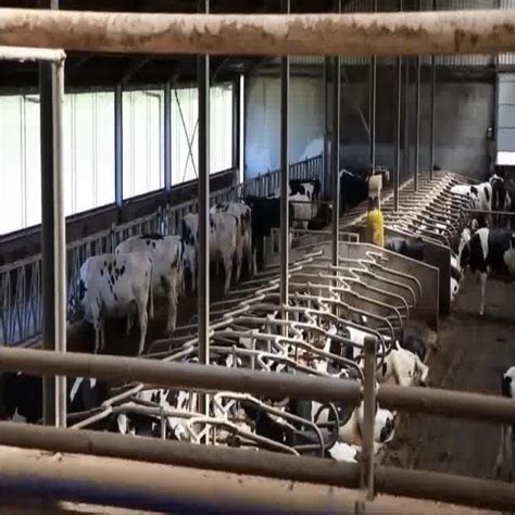 Cattle Object Detection Model V Pm By CattleDetector