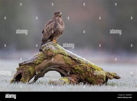 Common Steppe Buzzard Buteo Buteo Dark Variant Dark Morph Lying In