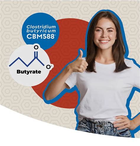 Clostridium Butyricum Cbm588® A Butyrate Resource Directly From The Colon
