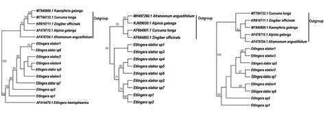 a strict consensus tree from maximum parsimony analysis based on its