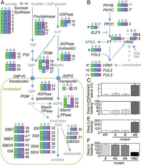 Uncovering Hidden Variation In Polyploid Wheat Plantae